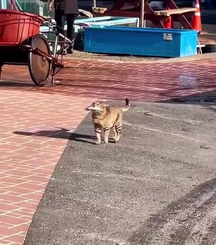 cat with fish - Coub - The Biggest Video Meme Platform