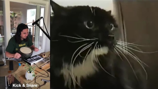 Oh Long Johnson x The Kiffness (Talking Cat Live Looping Reggae Remix) - Coub - The Biggest ...