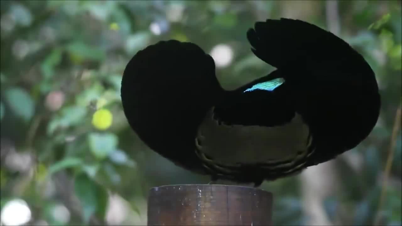 Bird Capoeira - Coub - The Biggest Video Meme Platform