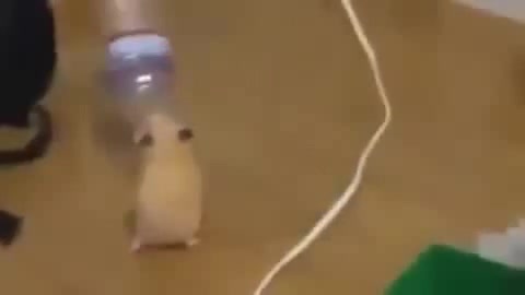 Hamster dancing with bottle - Coub - The Biggest Video Meme Platform