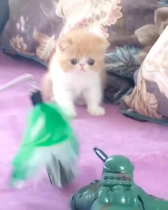 Cat vietnam flashback - Coub - The Biggest Video Meme Platform