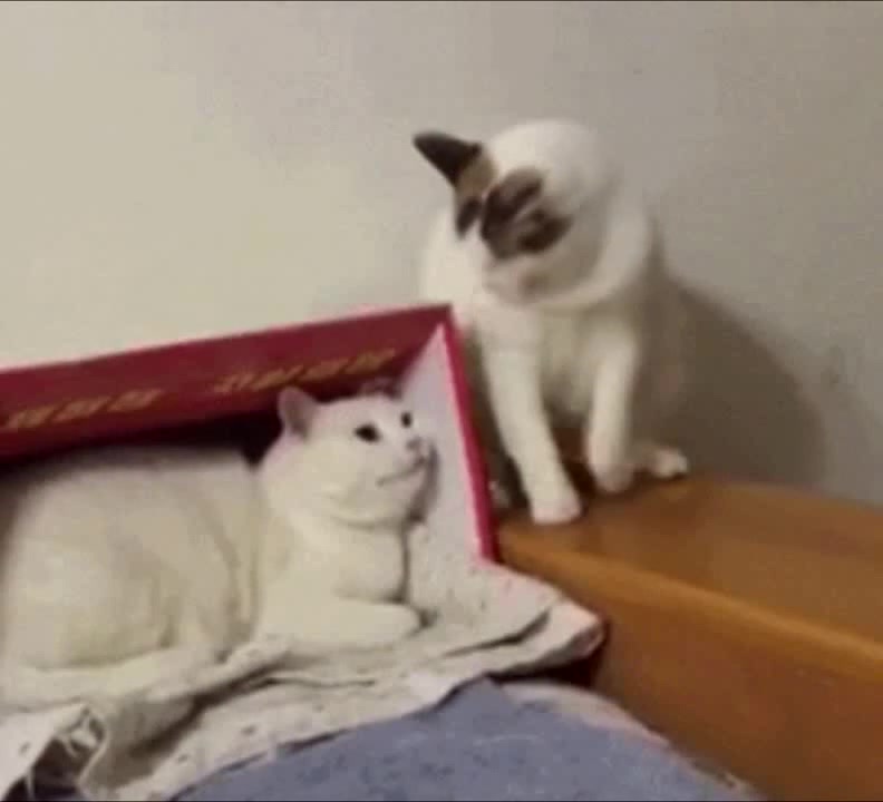 Cat Hard batter - Coub - The Biggest Video Meme Platform