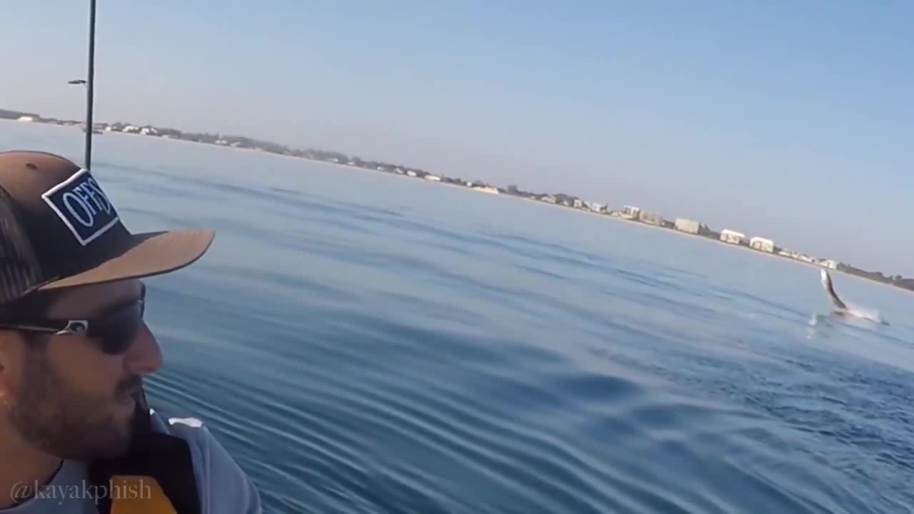 Guy catches giant sailfish in Palm Beach while riding kayak - Coub ...