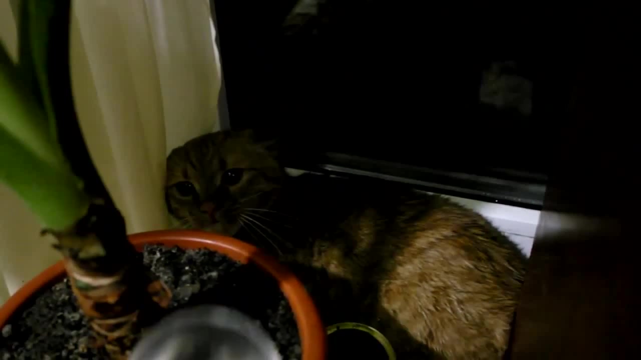 cat w vietnam flashback - Coub - The Biggest Video Meme Platform