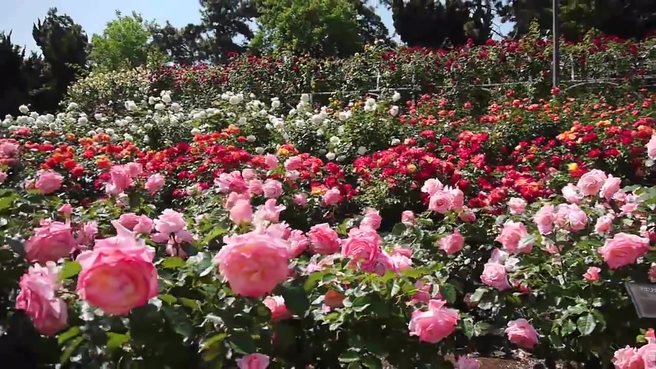 Миллион алых роз - Coub - The Biggest Video Meme Platform