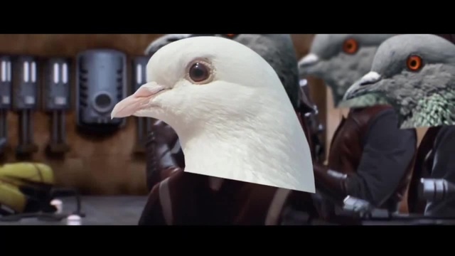 Red bird meme - Coub - The Biggest Video Meme Platform