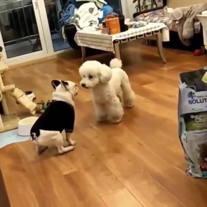 Doggy dance off - Coub - The Biggest Video Meme Platform