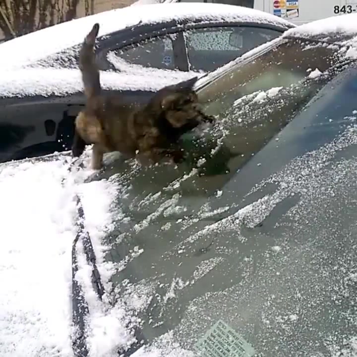 Have you ever seen a cat have so much fun in the snow?! ️ 😺 - Coub - The Biggest Video Meme Platform