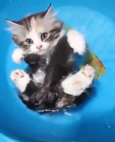 Relax kitten - Coub - The Biggest Video Meme Platform