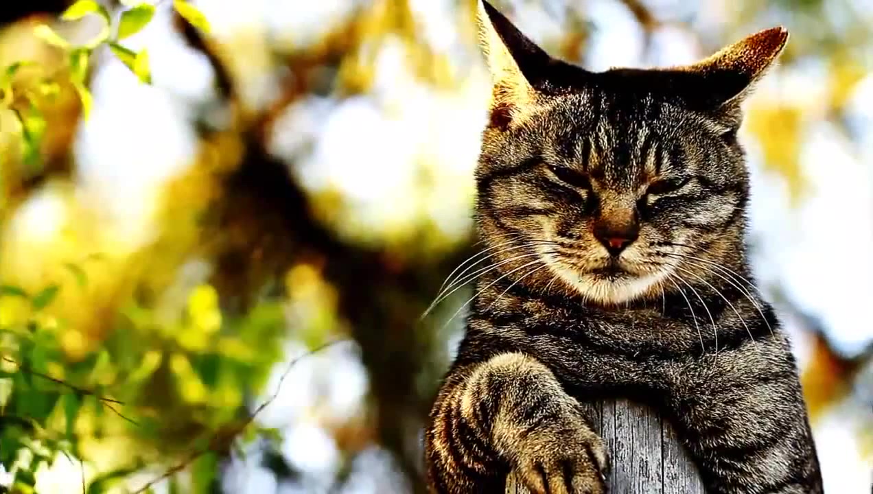 Sad Cat Diary - Coub - The Biggest Video Meme Platform