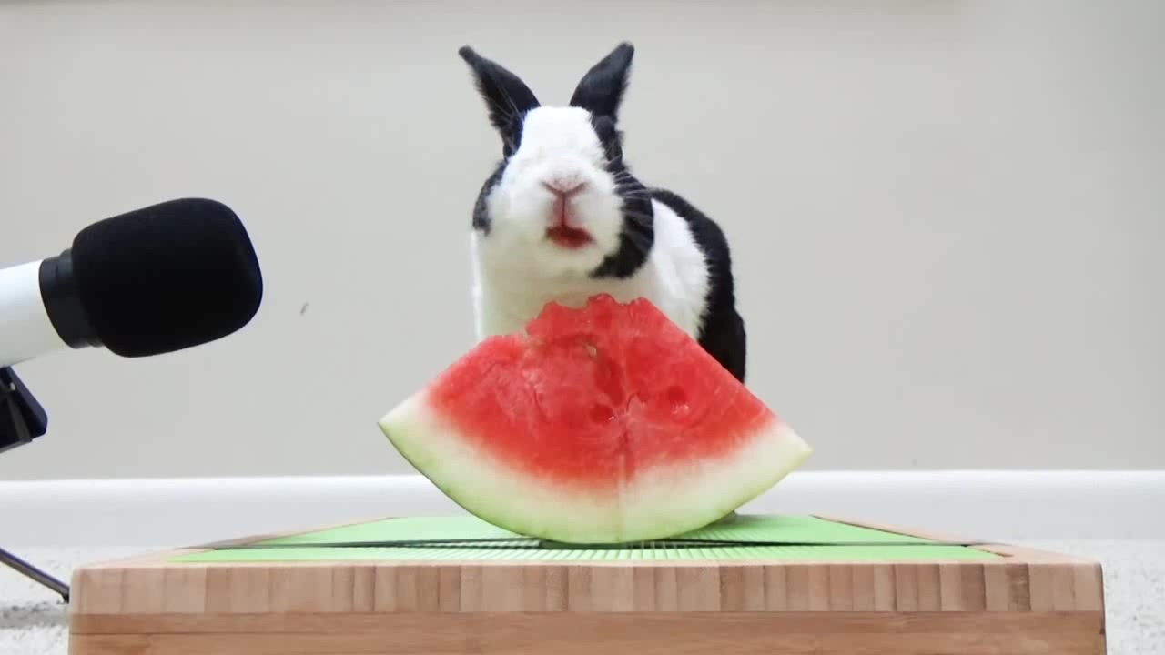 Rabbit eating watermelon - Coub - The Biggest Video Meme Platform