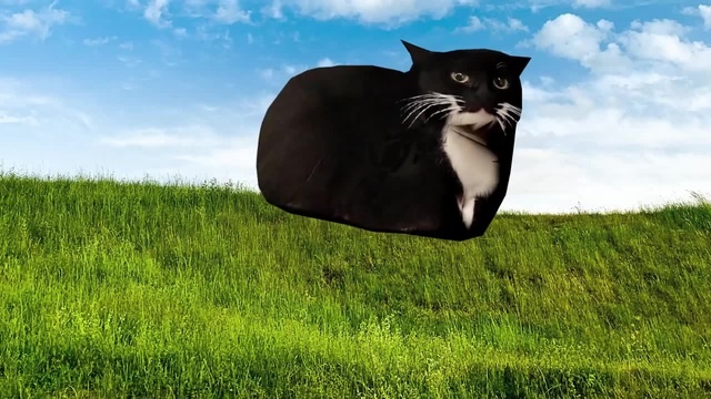 Maxwell The Cat - Coub - The Biggest Video Meme Platform