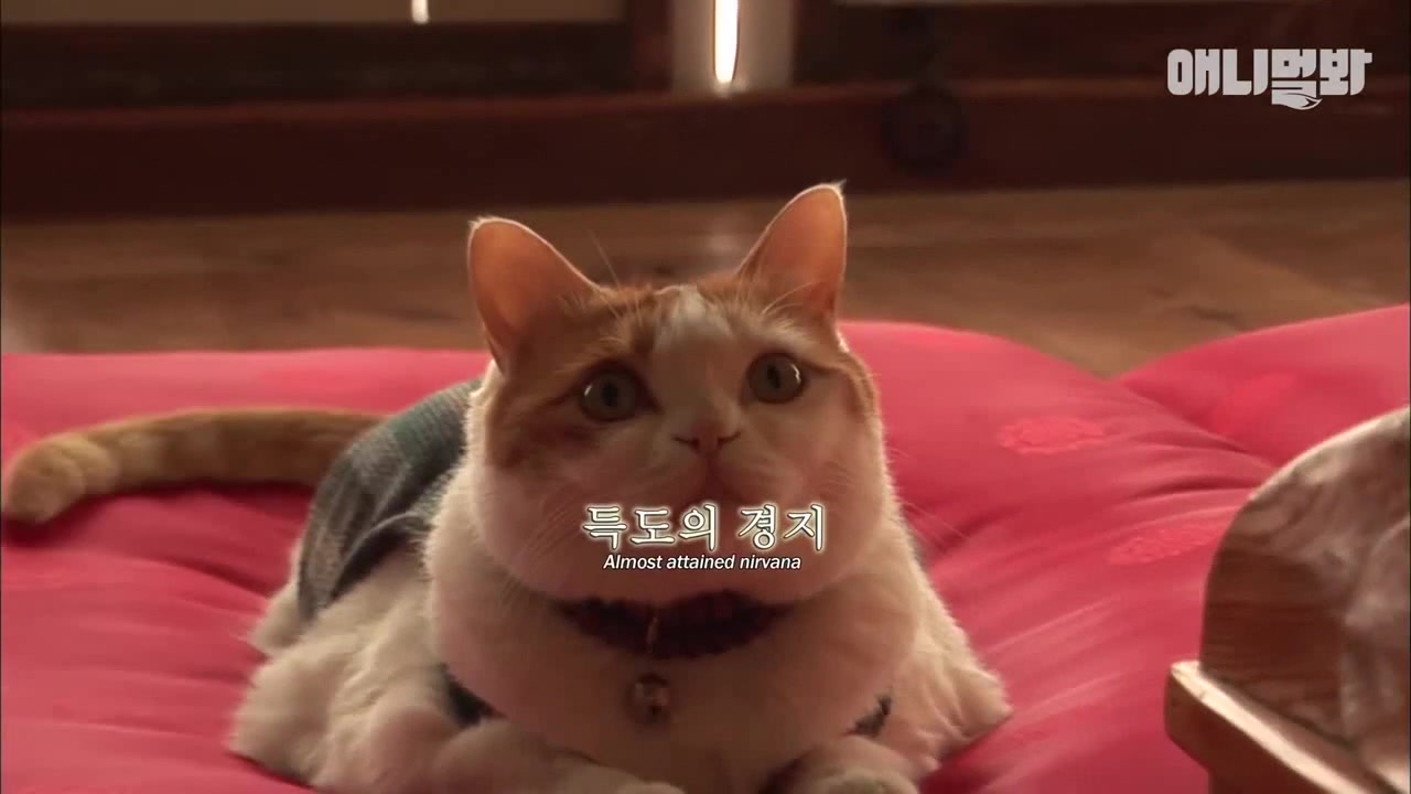 속세 츄르를 뒤로하고 냥보살이 된 해탈스님이십니다 ㅣ Meet This Buddhist Cat Who Will Find Buddha Inside You - Coub ...