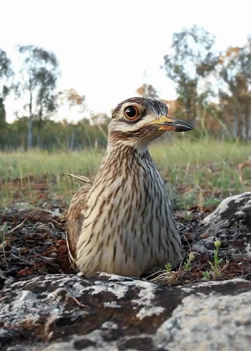 im a bird - Coub - The Biggest Video Meme Platform