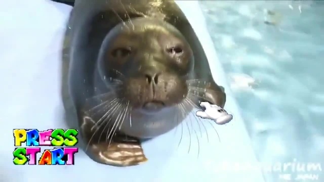 16 - Coub - The Biggest Video Meme Platform