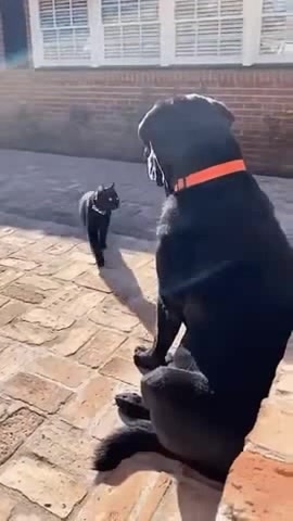 sup dog! - Coub - The Biggest Video Meme Platform