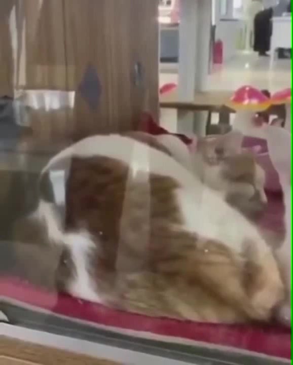 Cute sleeping cats - AAaaaAAaaaaAAAaaaa - Coub - The Biggest Video Meme Platform