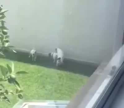 Three dogs fuck each other - Coub - The Biggest Video Meme Platform