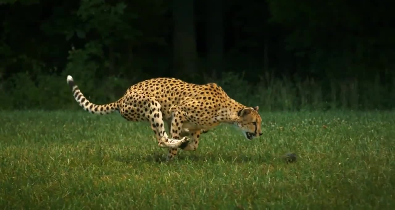 Hipnotic LeopaRRRd - Coub - The Biggest Video Meme Platform