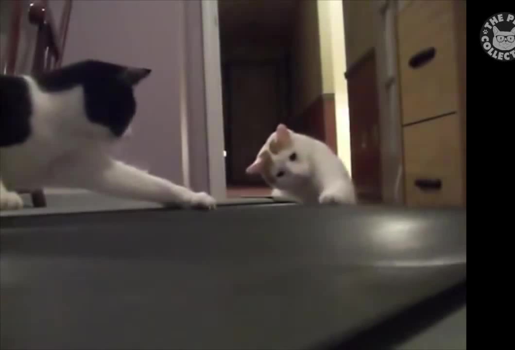 Clueless Cats - Coub - The Biggest Video Meme Platform