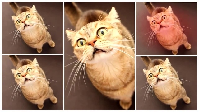 Avicii - Wake Me Up - Cats Cover - Coub - The Biggest Video Meme Platform