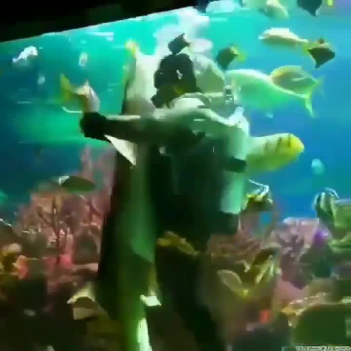 Scuba Diver dancing with Shark - Coub - The Biggest Video Meme Platform