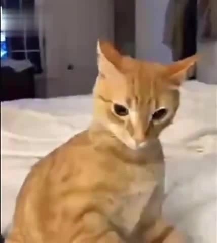 Cat Eyebrow Raise - Coub - The Biggest Video Meme Platform