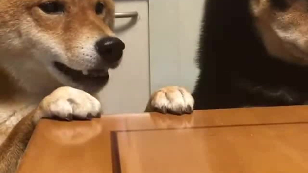 Dog? Hmmm ? Maybe no... - Coub - The Biggest Video Meme Platform