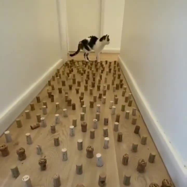 Cat doing an obstacle course like it's nothing - Coub - The Biggest ...