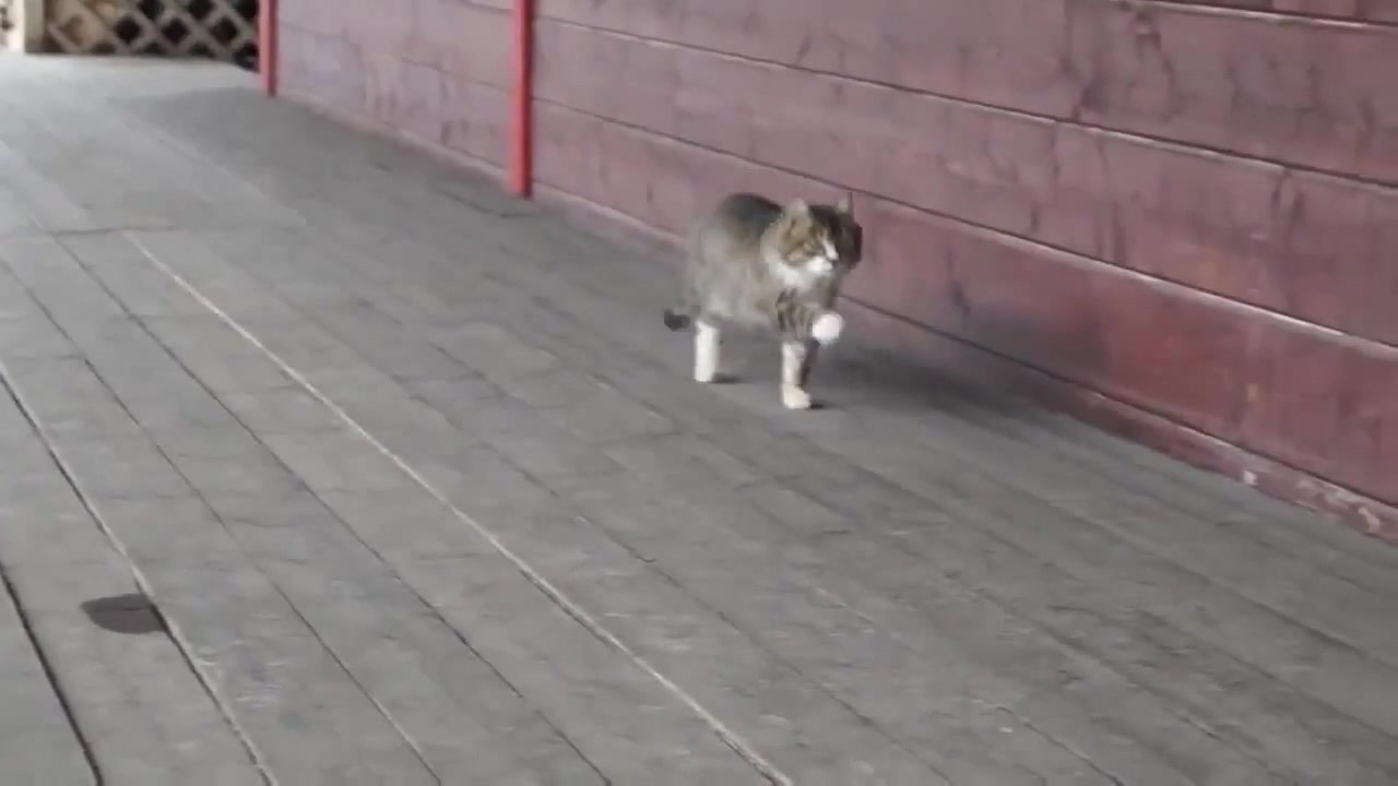 Cat Walk - Coub - The Biggest Video Meme Platform