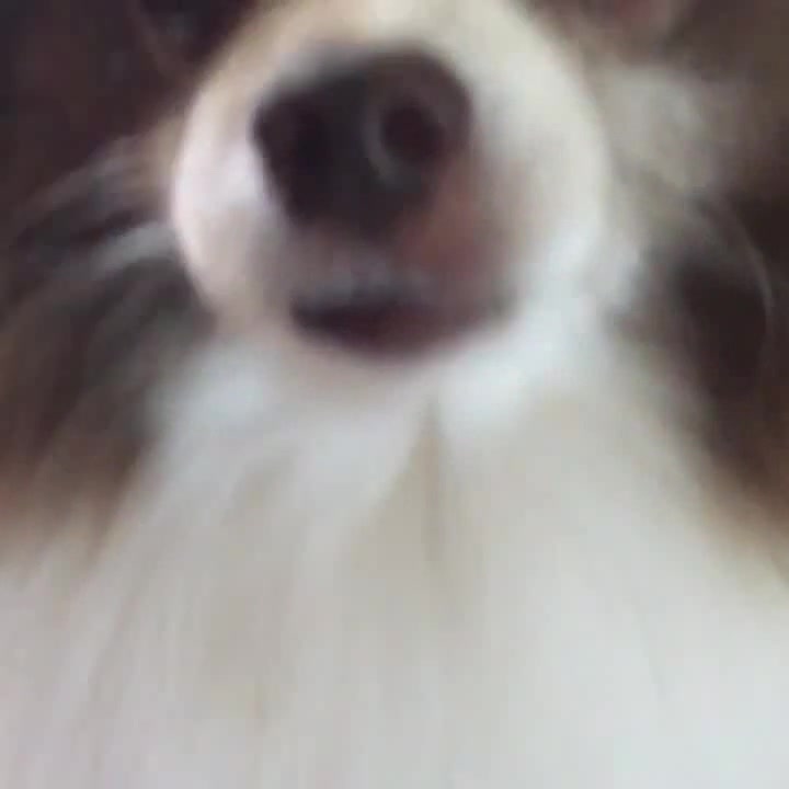 Arf ! - Coub - The Biggest Video Meme Platform