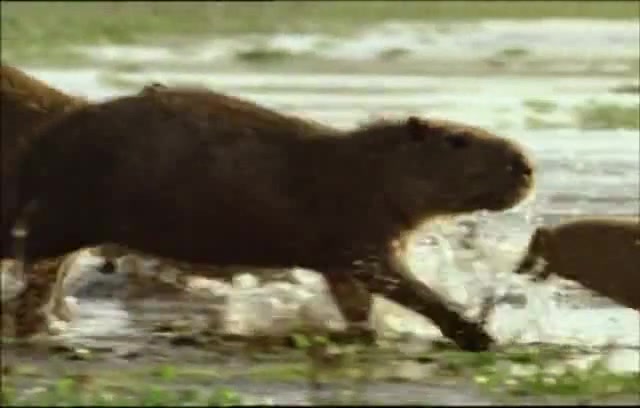 Capybaras running with trance music - Coub - The Biggest Video Meme ...