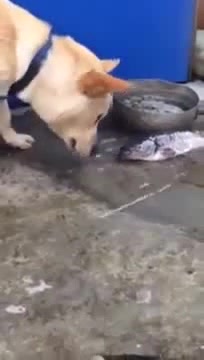 Dog save fish - Coub - The Biggest Video Meme Platform