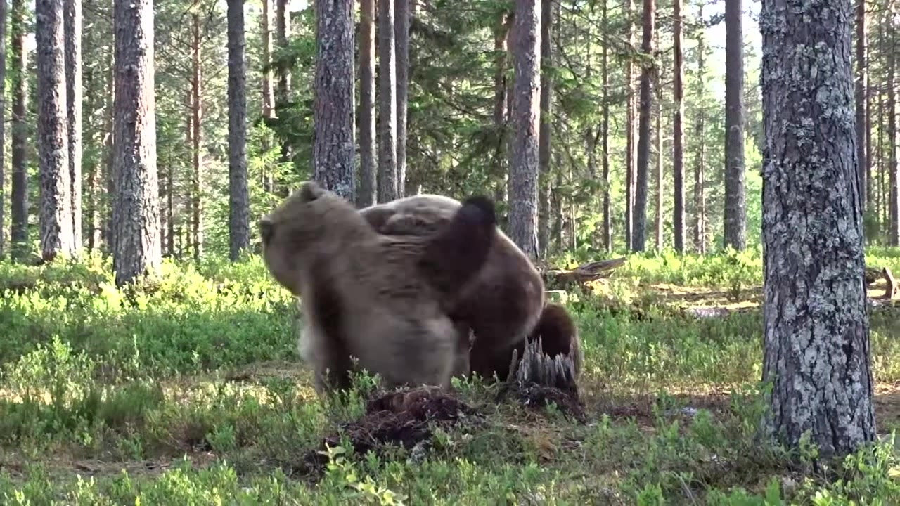 Best Bear fight ever! - Coub - The Biggest Video Meme Platform