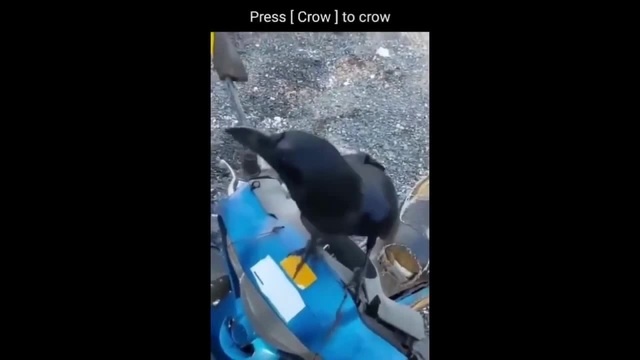 Press [Crow] to crow - Coub - The Biggest Video Meme Platform