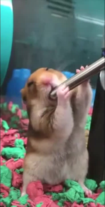 Sucking hamster - Coub - The Biggest Video Meme Platform