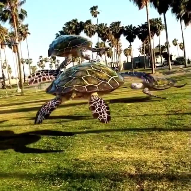 Flying Turtles - Coub - The Biggest Video Meme Platform