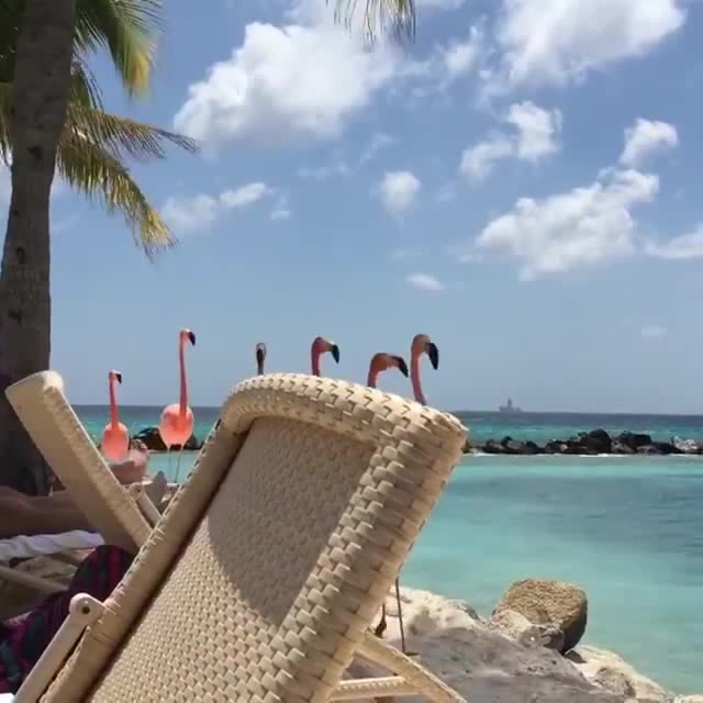 Flamingo Beach in Aruba - Coub - The Biggest Video Meme Platform