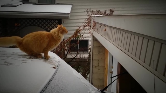 Stranger Cats - Coub - The Biggest Video Meme Platform