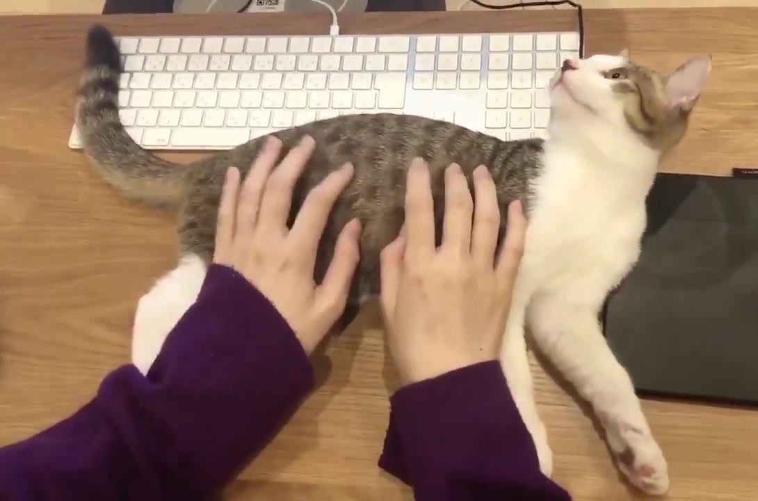 Keyboard cat - Coub - The Biggest Video Meme Platform