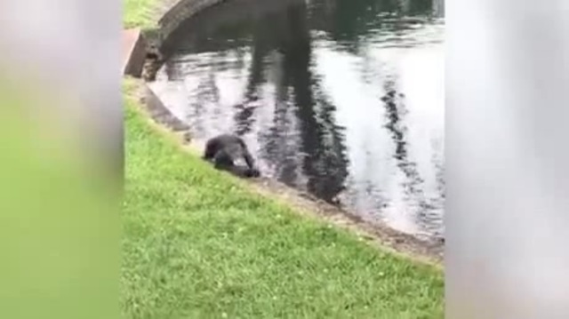 Agent P - Coub - The Biggest Video Meme Platform