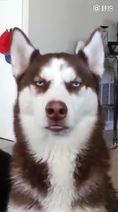 Keep Looking in my Eyes - Coub - The Biggest Video Meme Platform