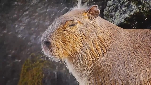 Sad Capybara - Coub - The Biggest Video Meme Platform