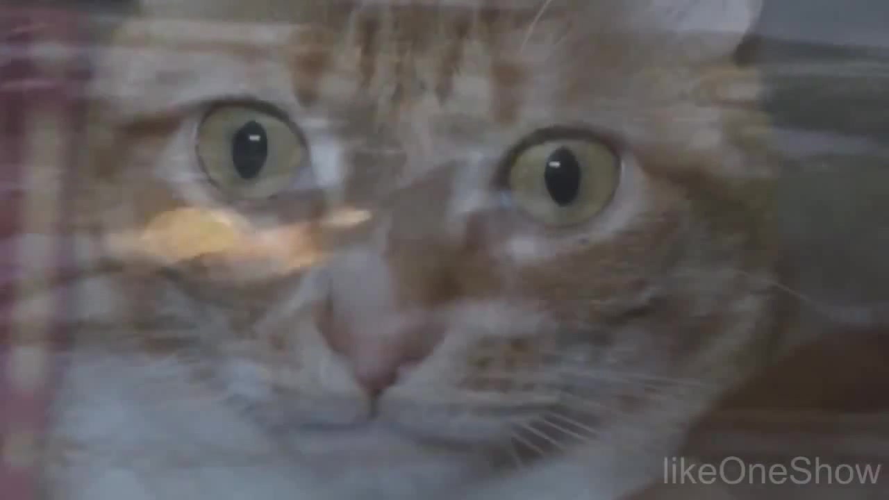 Cat Vietnam flashback - Coub - The Biggest Video Meme Platform