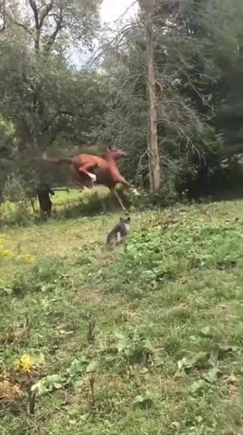 Weeee coub #033 - Coub - The Biggest Video Meme Platform