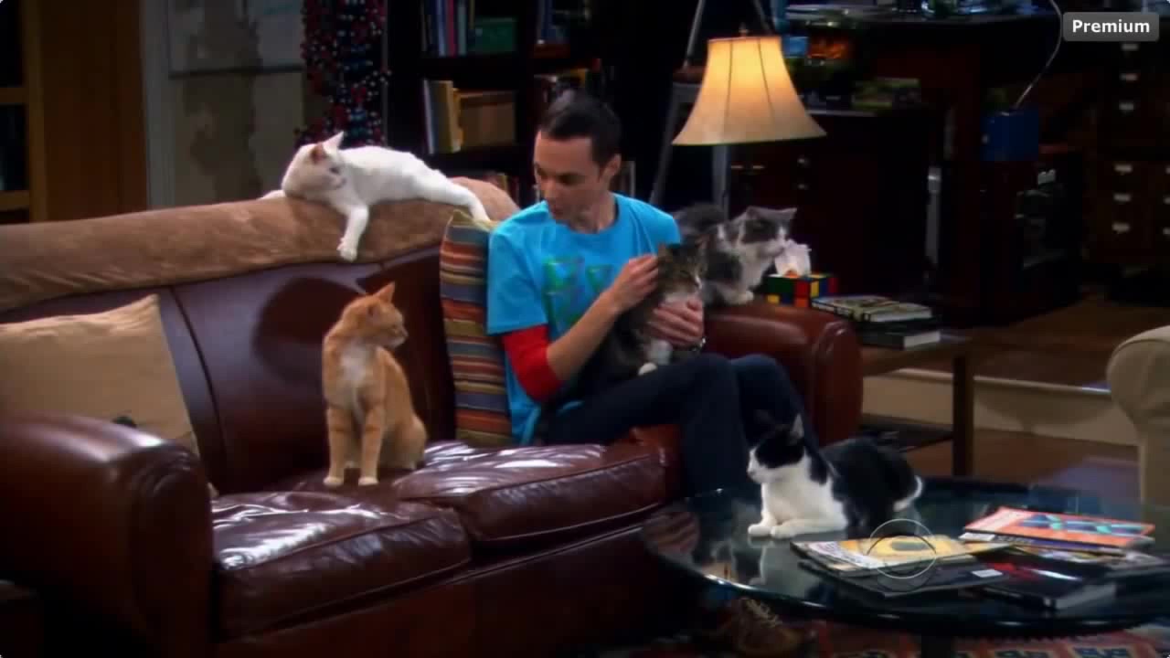 The Big Bang Theory - Sheldon & his Cats - Coub - The Biggest Video ...