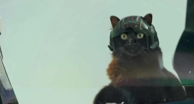 Top Gun Cat - Coub - The Biggest Video Meme Platform