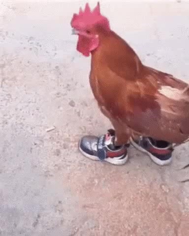 Chicken with shoes - Coub - The Biggest Video Meme Platform