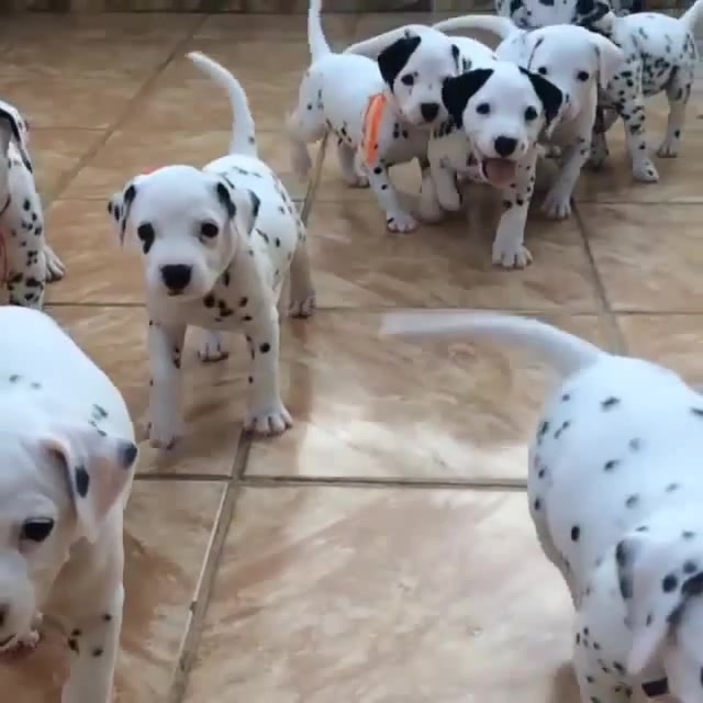 Hey, hey hey... - Coub - The Biggest Video Meme Platform