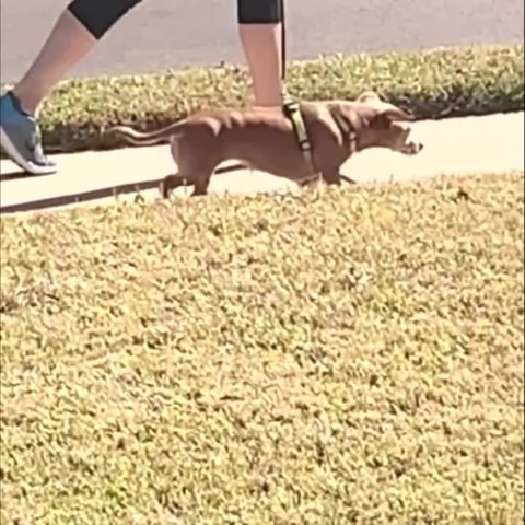 Can I pet that dog? - Coub - The Biggest Video Meme Platform